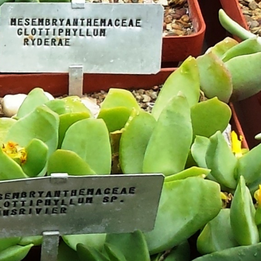 Tongue-Leaf Ice (Glottiphyllum Linguiforme) Plant Care & How to Grow, Water
