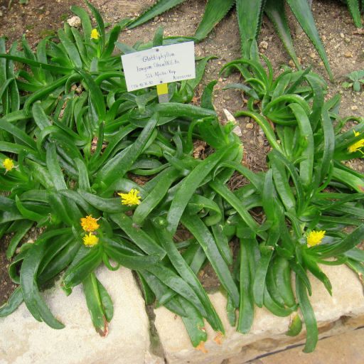Tongue-Leaf (Glottiphyllum Longum) Plant Care & How to Grow, Water