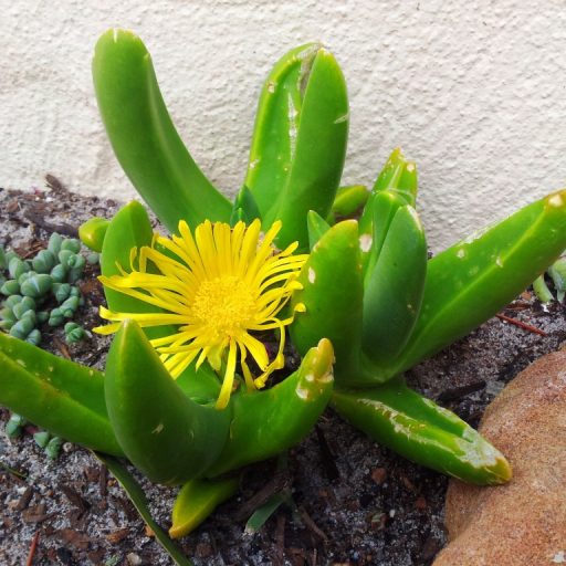 Glottiphyllum Regium Plant Care & How to Grow, Water
