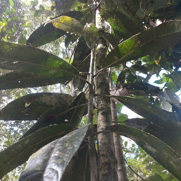 Rengas Paya (Gluta Aptera) Plant Care & How to Grow, Water