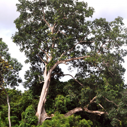 Rengas (Gluta Renghas) Plant Care & How to Grow, Water