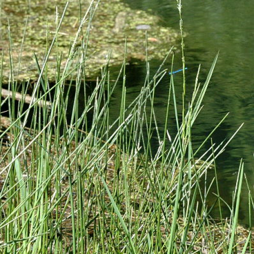 Water Manna Grass (Glyceria Fluitans) Plant Care & How to Grow, Water