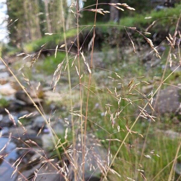 American Manna Grass (Glyceria Grandis) Plant Care & How to Grow, Water