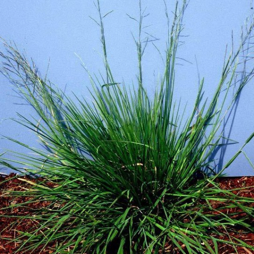 Slender-Spike Manna Grass (Glyceria Leptostachya) Care Guide: Water ...
