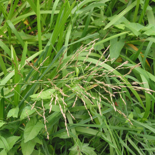 Reed Mannagrass (Glyceria Maxima) Care Guide: Water, Soil & Propagation ...