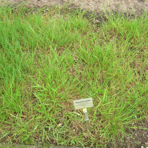 Plicate Sweet Grass (Glyceria Notata) Plant Care & How to Grow, Water