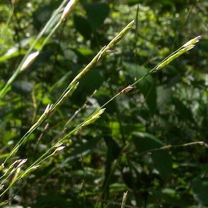 Floating Mannagrass (Glyceria Septentrionalis) Care Guide: Water, Soil ...