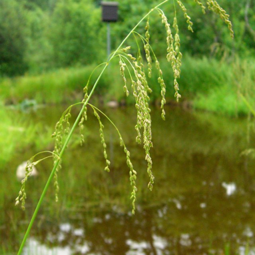 Fowl Manna Grass (Glyceria Striata) Plant Care & How to Grow, Water