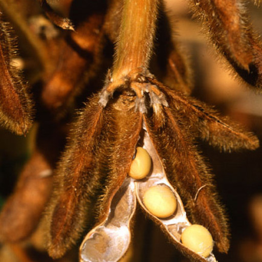 Soybean (Glycine Max) Plant Care & How to Grow, Water