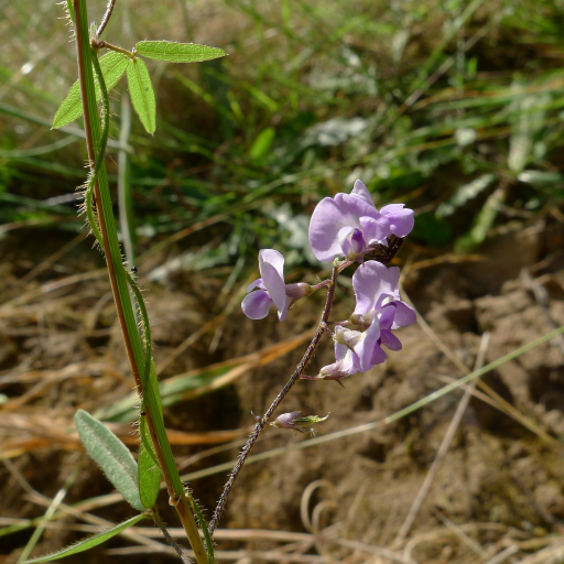 Glycine Microphylla Plant Care & How to Grow, Water