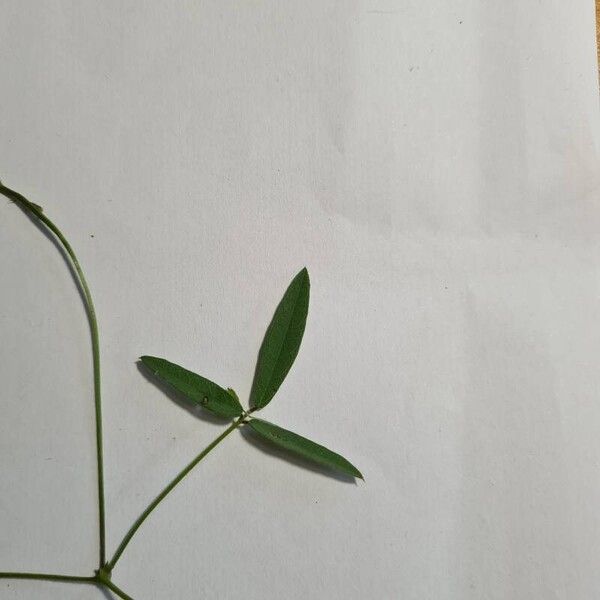Variable Glycine (Glycine Tabacina) Care Guide: Water, Soil ...