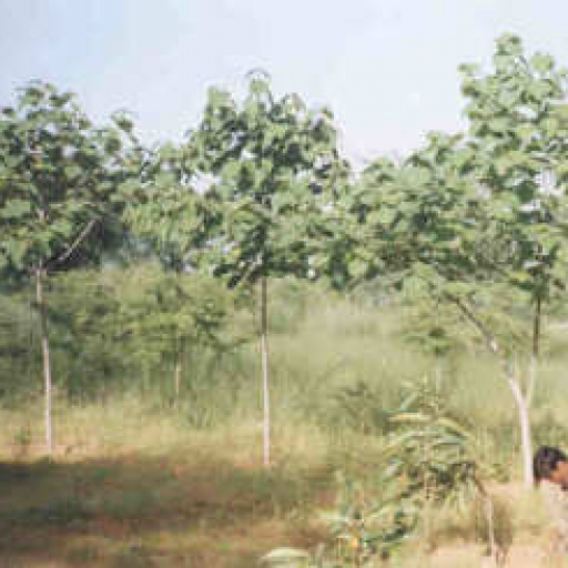 White Teak (Gmelina Arborea) Plant Care & How to Grow, Water