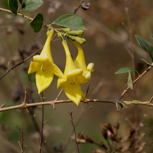 Asian Bushbeech (Gmelina Asiatica) Plant Care & How to Grow, Water
