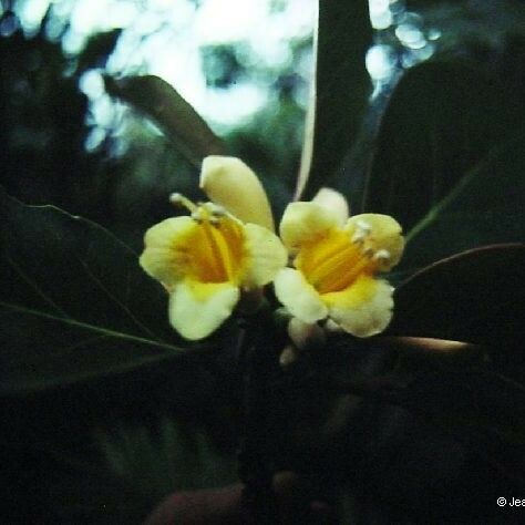 Gmelina Magnifica Plant Care & How to Grow, Water