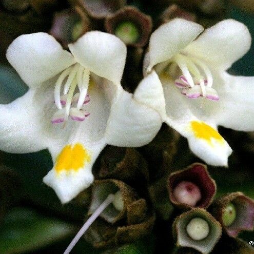 Gmelina Neocaledonica Plant Care & How to Grow, Water