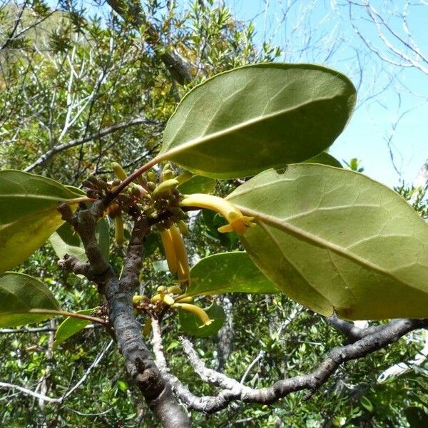 Gmelina Tholicola Plant Care & How to Grow, Water