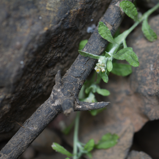 Manystem Cudweed (Gnaphalium Polycaulon) Plant Care & How to Grow, Water
