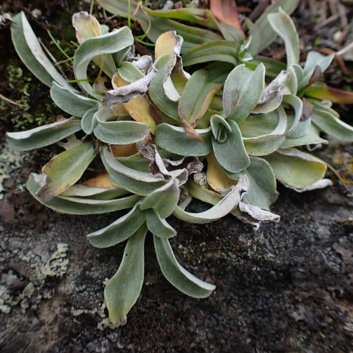 Purple Cudweed (Gnaphalium Purpureum) Plant Care & How to Grow, Water