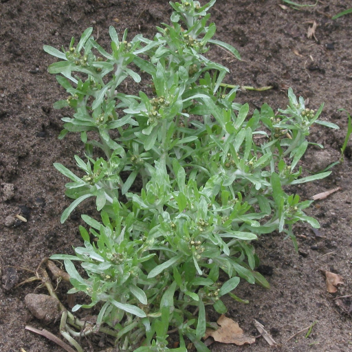 Marsh Cudweed (Gnaphalium Uliginosum) Plant Care & How to Grow, Water