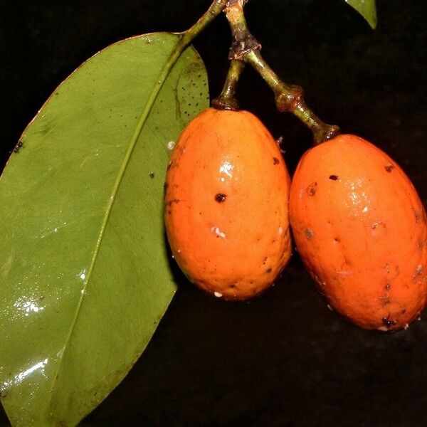 Gnetum Nodiflorum Plant Care & How to Grow, Water