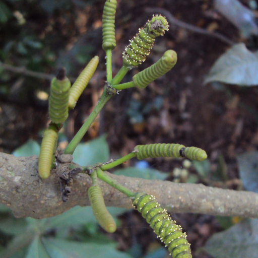 Gnetum Ula Plant Care & How to Grow, Water
