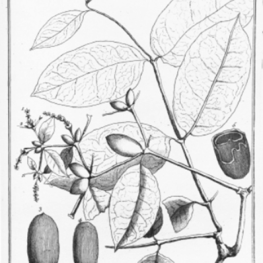 Bell Bird's Heart (Gnetum Urens) Care Guide: Water, Soil & Propagation ...