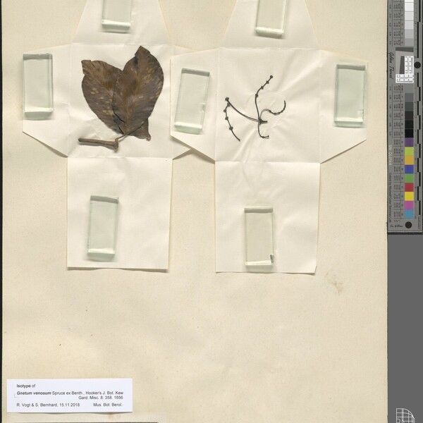 Gnetum Venosum Plant Care & How to Grow, Water