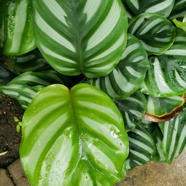 Calathea (Goeppertia Fasciata) Plant Care & How to Grow, Water