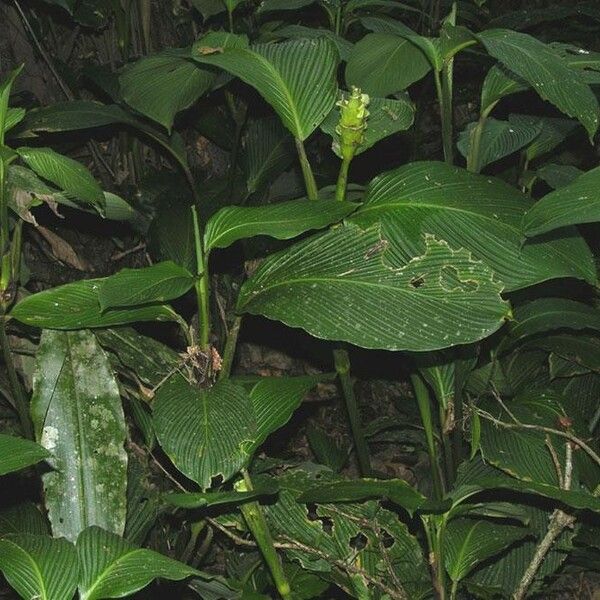 Goeppertia Foliosa Plant Care & How to Grow, Water