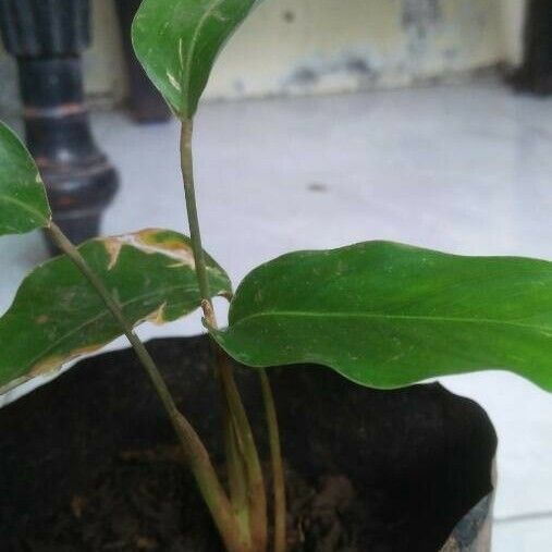 Goeppertia Undulata Plant Care & How to Grow, Water