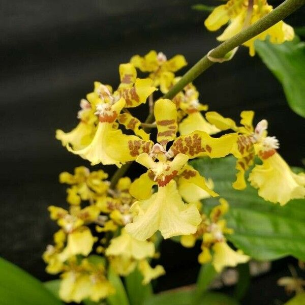 Gomesa Colorata Plant Care & How to Grow, Water