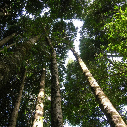 Hualhual (Gomortega Keule) Plant Care & How to Grow, Water