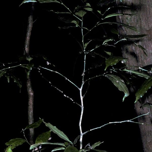 Bull Banksia (Banksia Grandis) Plant Care & How to Grow, Water