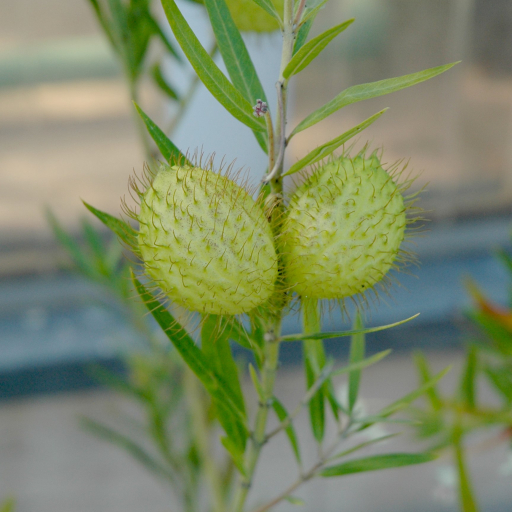 Bristly-Fruited Silkweed (Gomphocarpus Fruticosus) Plant Care & How to ...