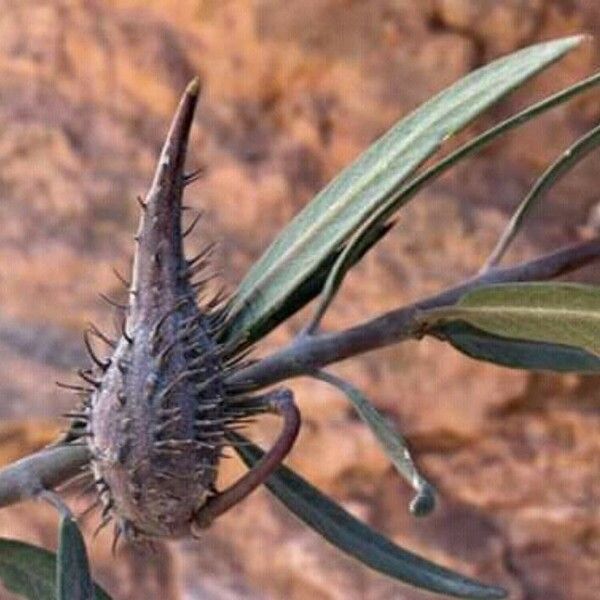 Gomphocarpus Sinaicus Plant Care & How to Grow, Water