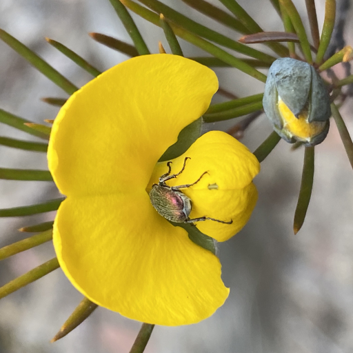 Large Wedge Pea (Gompholobium Grandiflorum) Plant Care & How to Grow, Water