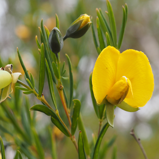 Golden Glory Pea (Gompholobium Latifolium) Plant Care & How to Grow, Water