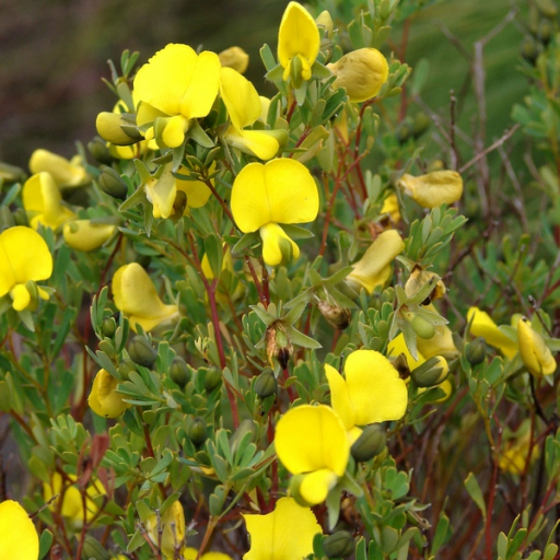 Golden Glory Pea (Gompholobium Virgatum) Plant Care & How to Grow, Water