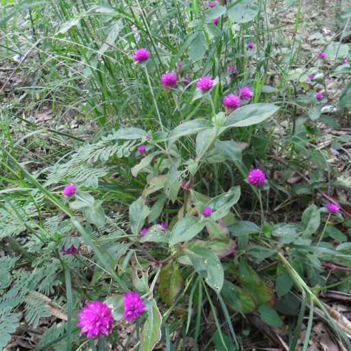 Common Globe Amaranth (Gomphrena Globosa) Care Guide: Water, Soil ...