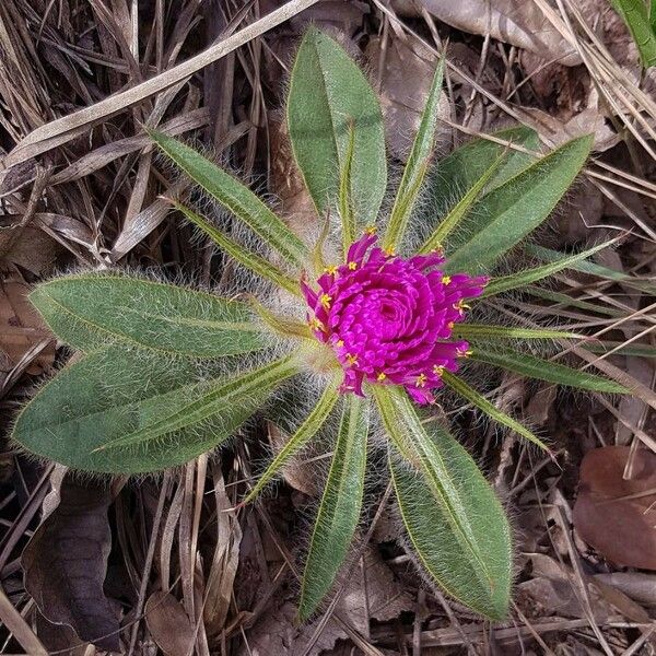 Gomphrena Macrocephala Care Guide: Water, Soil & Propagation - Plantiary