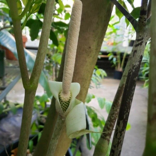 Sand Forest Arum (Gonatopus Boivinii) Plant Care & How to Grow, Water