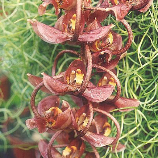Gongora Armeniaca Plant Care & How to Grow, Water