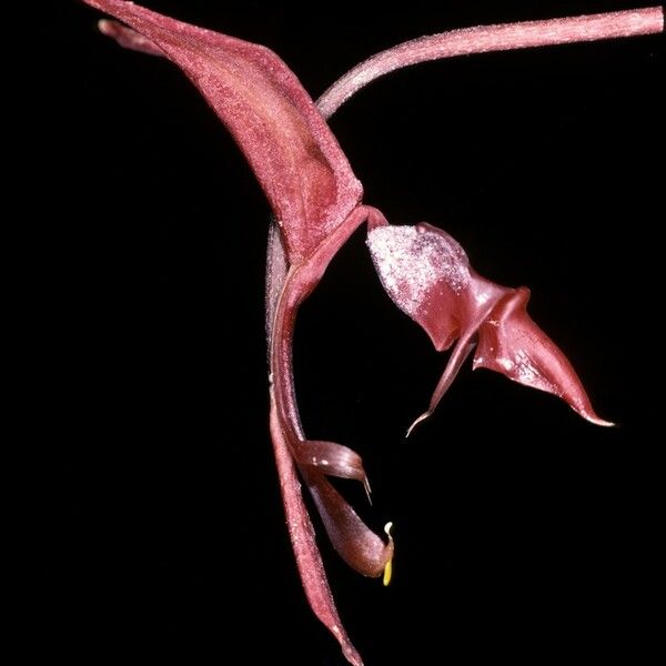 Gongora Atropurpurea Care Guide: Water, Soil & Propagation - Plantiary