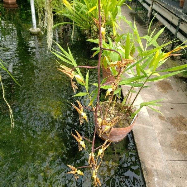 Gongora Nigrita Care Guide: Water, Soil & Propagation - Plantiary