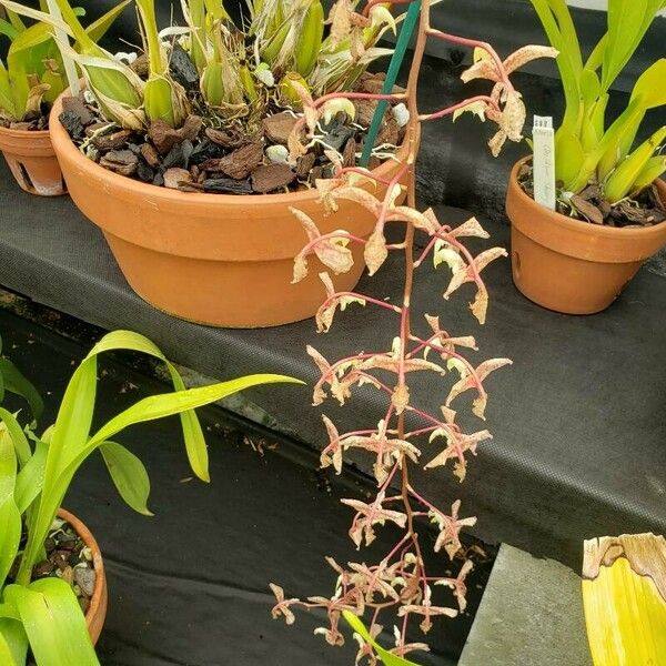 Gongora Scaphephorus Care Guide: Water, Soil & Propagation - Plantiary