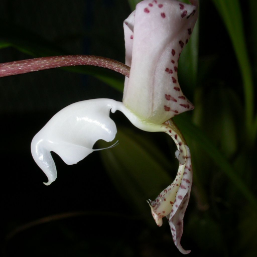 Gongora Truncata Care Guide: Water, Soil & Propagation - Plantiary