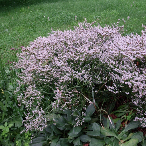 Statice (Goniolimon Tataricum) Care Guide: Water, Soil & Propagation ...