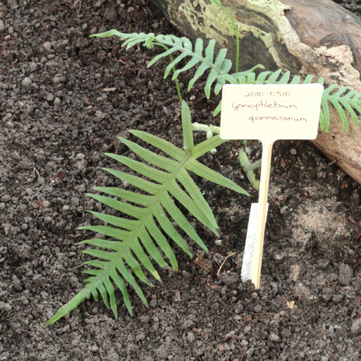 Taiwan Polypody (Goniophlebium Formosanum) Plant Care & How to Grow, Water