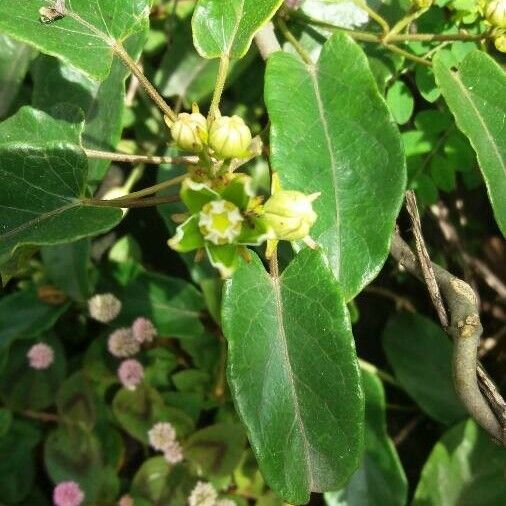 Gonolobus Edulis Plant Care & How to Grow, Water