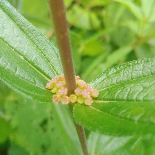 Glutinous Rice-Clumps (Gonostegia Hirta) Care Guide: Water, Soil ...